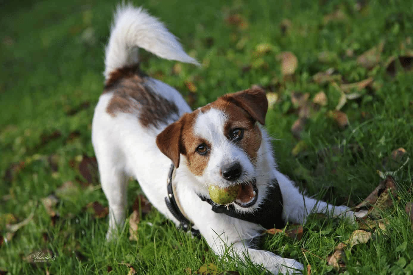 Best Anti-bark Collar for Smaller Dog US – BestBuyPick Reviews